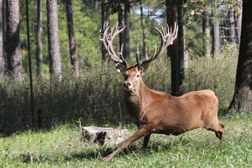 History | Protein For Deer